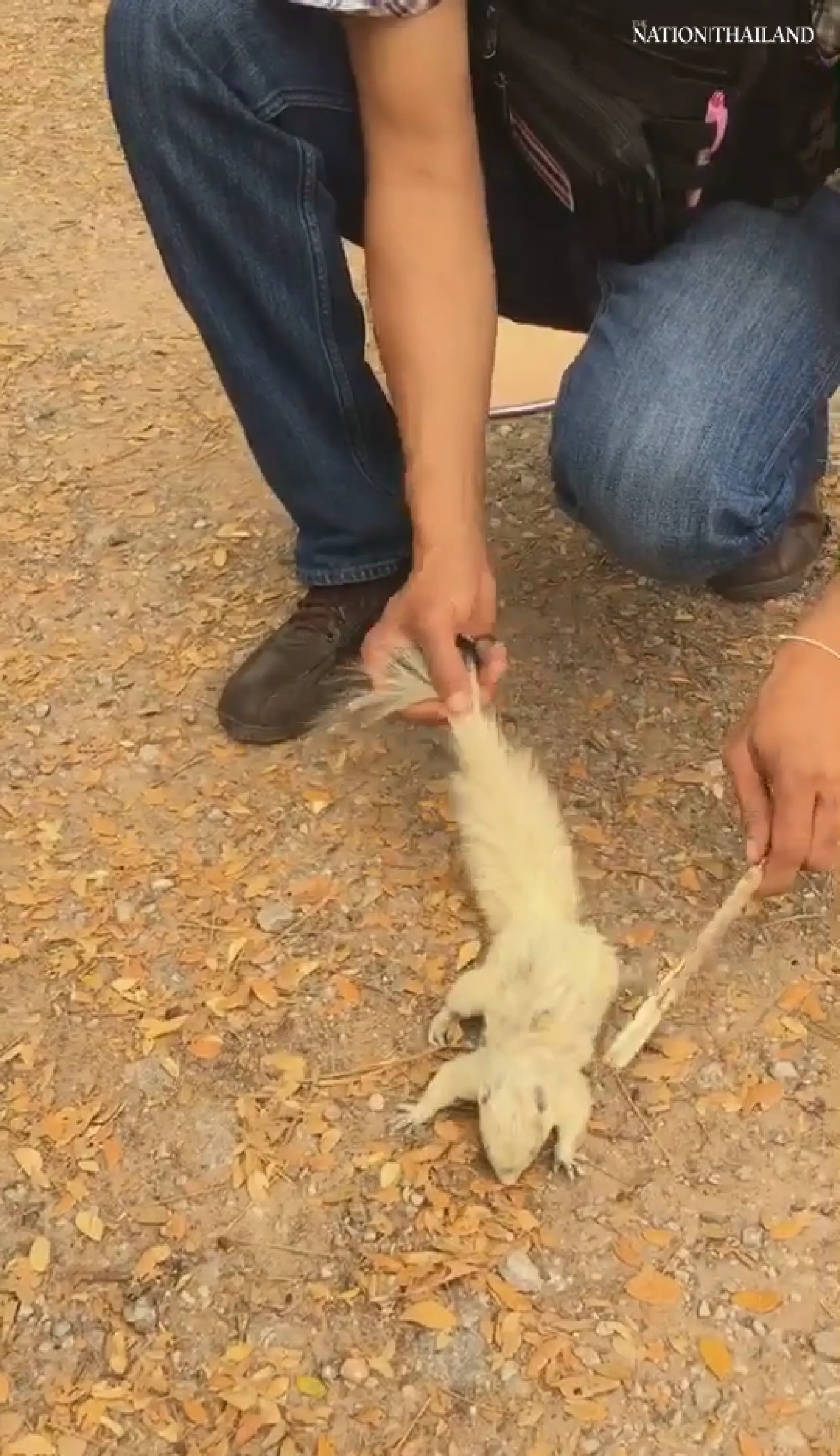 Electrocuted squirrel brought back to life